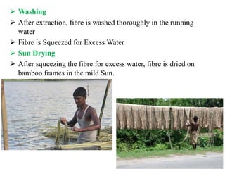 RETTING PROCESS IN JUTE | PPTX