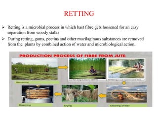 RETTING PROCESS IN JUTE | PPTX