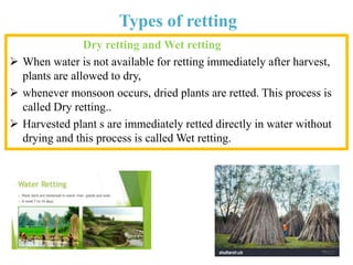 RETTING PROCESS IN JUTE | PPTX