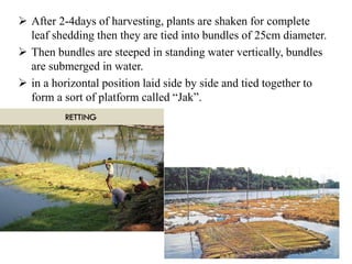 RETTING PROCESS IN JUTE | PPTX