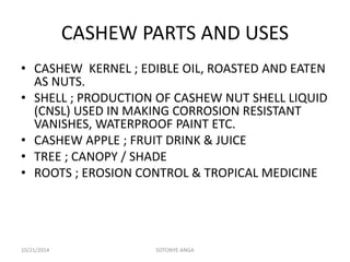 There is cash in cashew by sotonye anga. kogi 2014pptx | PPTX
