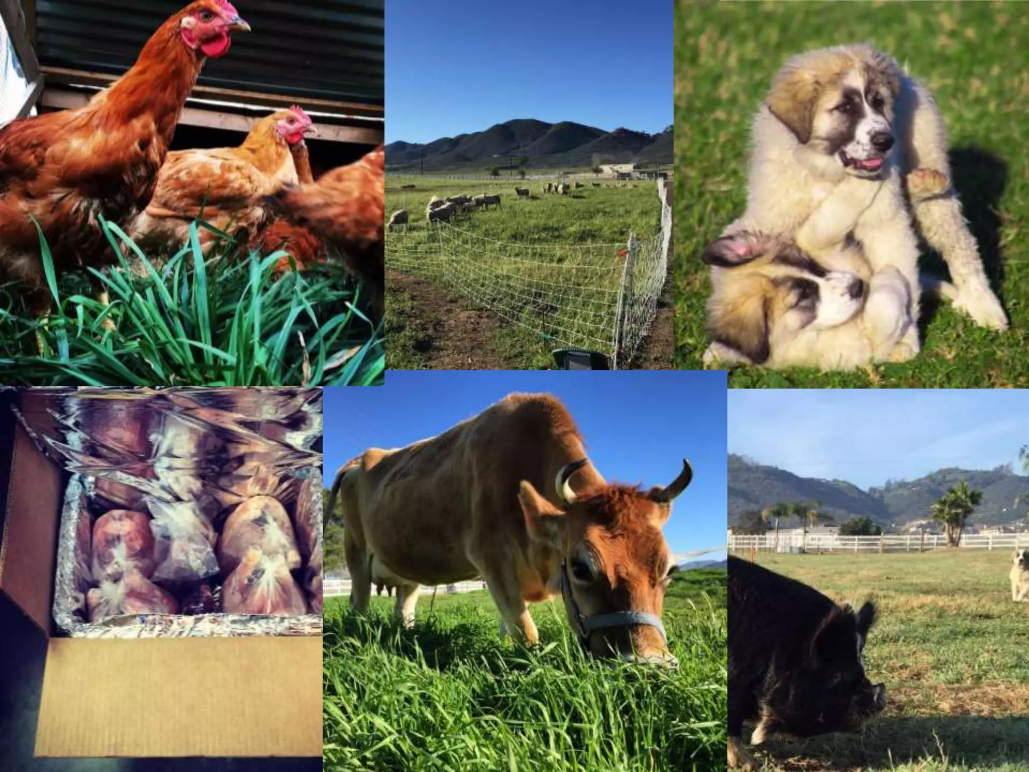 Pastured Poultry & Guerilla Farm Marketing Presented by Paul Greive | PPTX