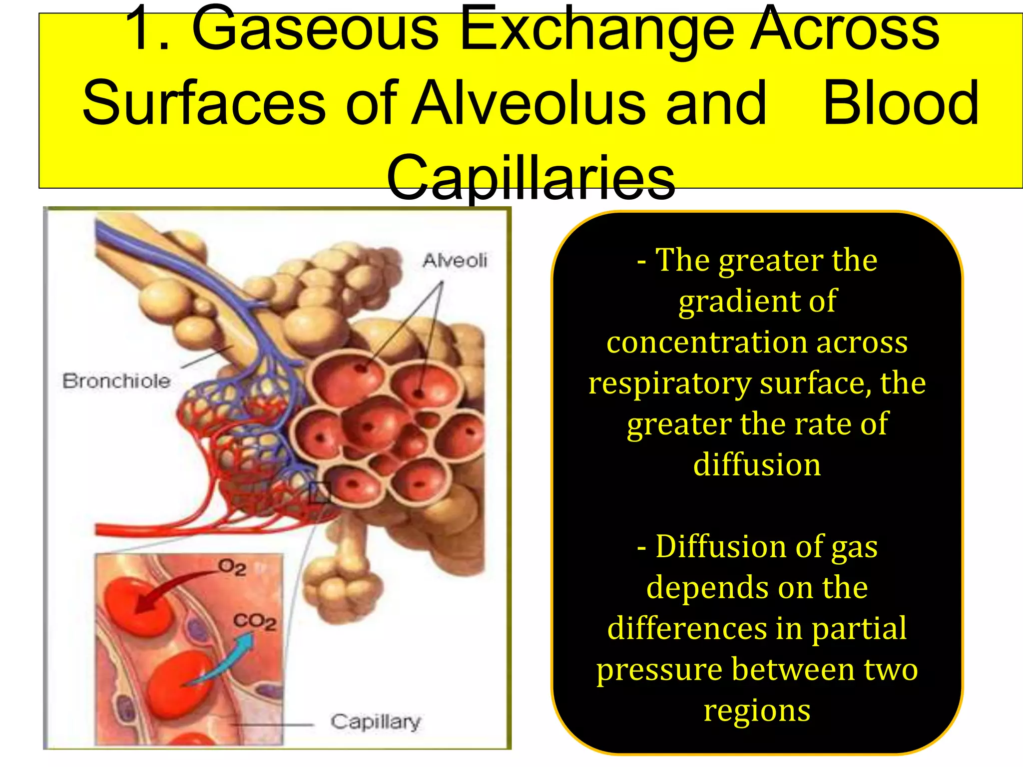 Human breathing mechanism | PPTX