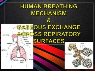 Human breathing mechanism | PPTX