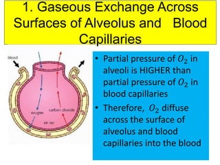 Human breathing mechanism | PPTX