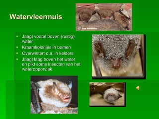 Vleermuizen | PPT