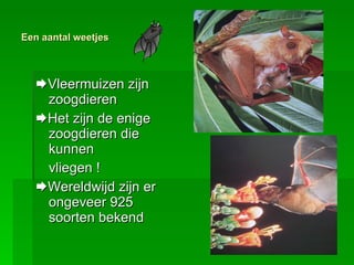 Vleermuizen | PPT
