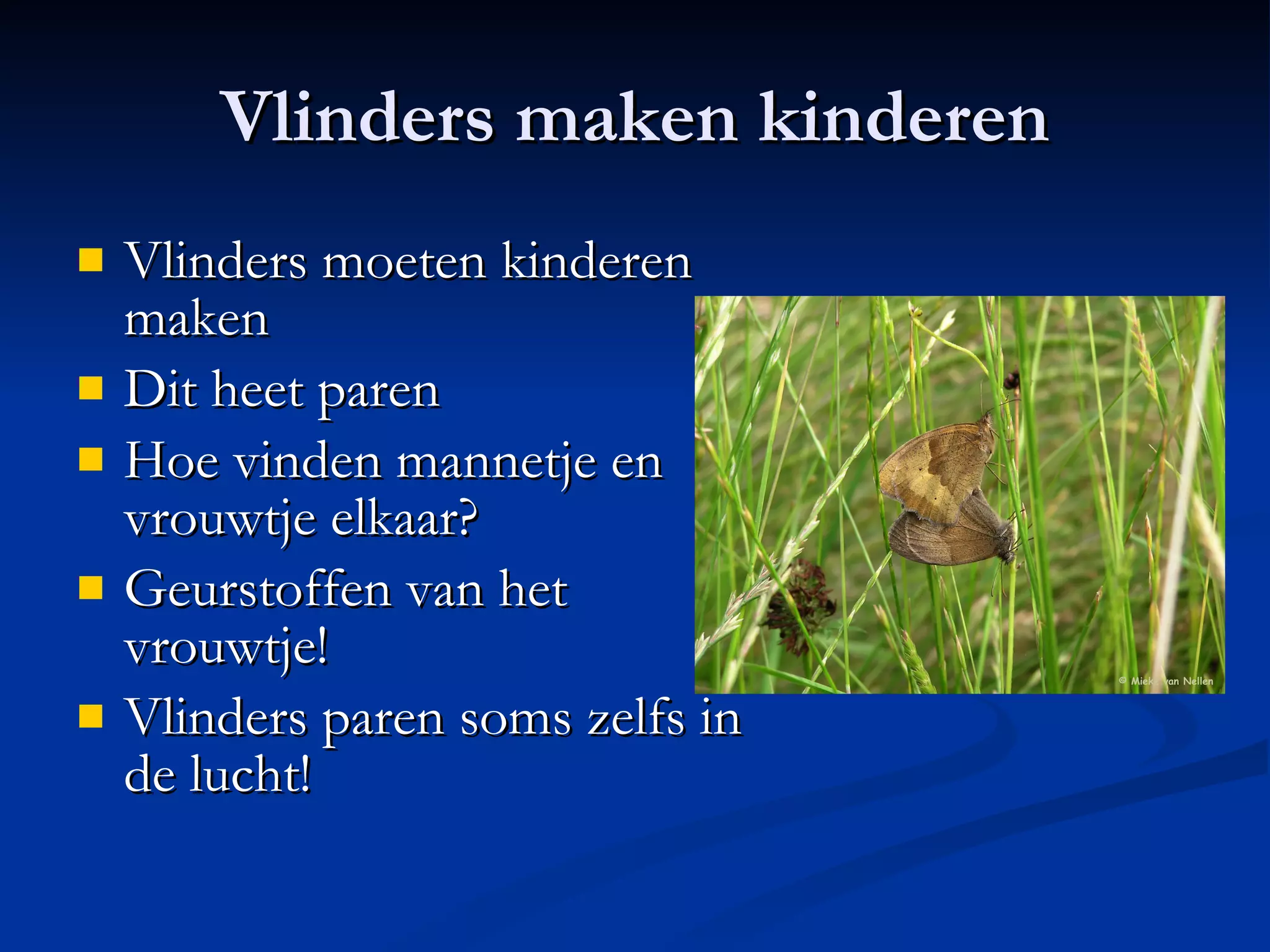 Vlinders | PPT