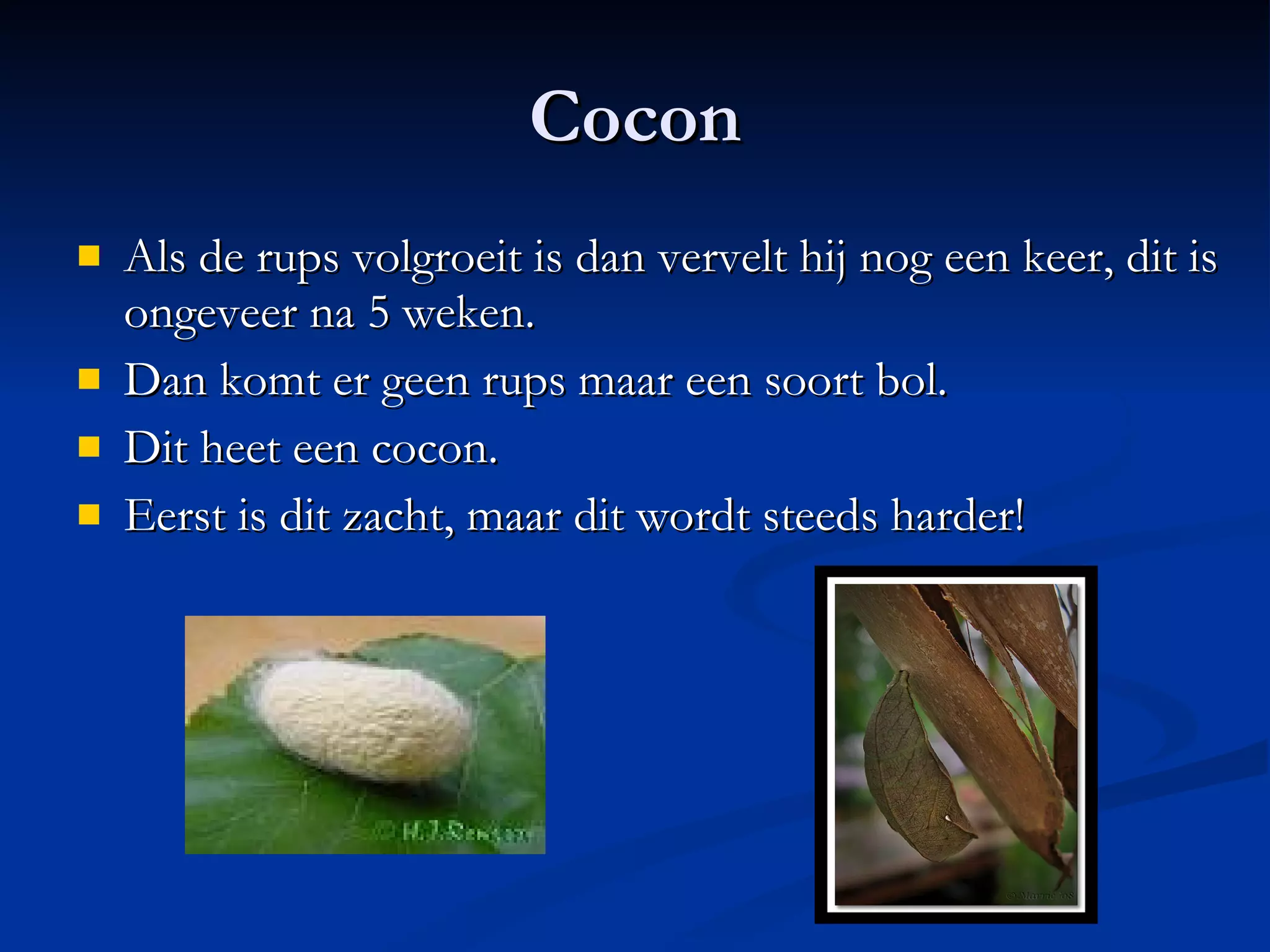 Vlinders | PPT | Reptiles | Pets