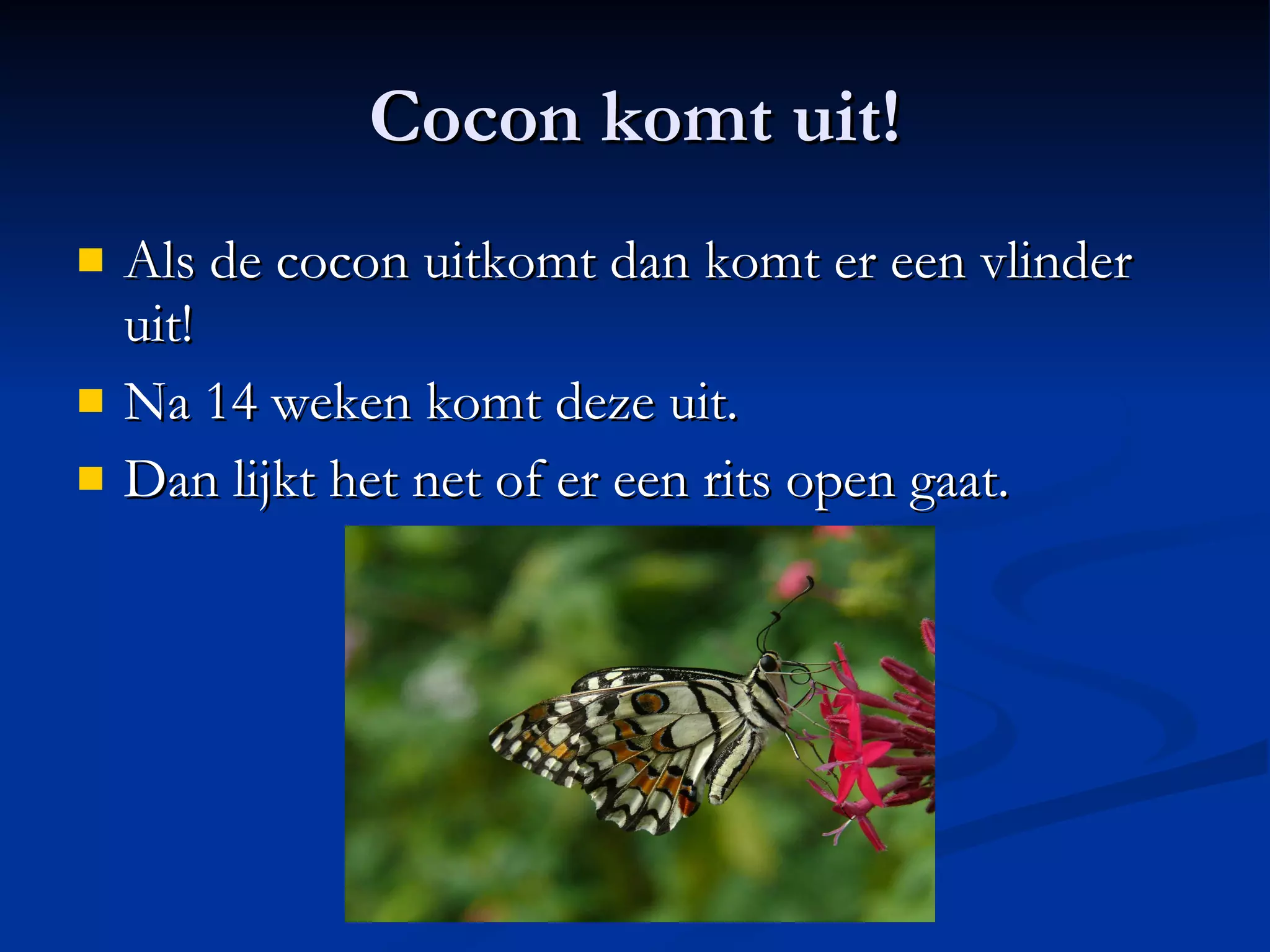 Vlinders | PPT