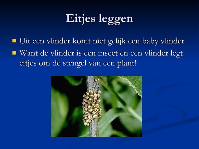 Vlinders | PPT