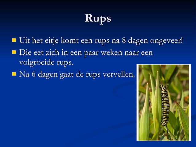 Vlinders | PPT