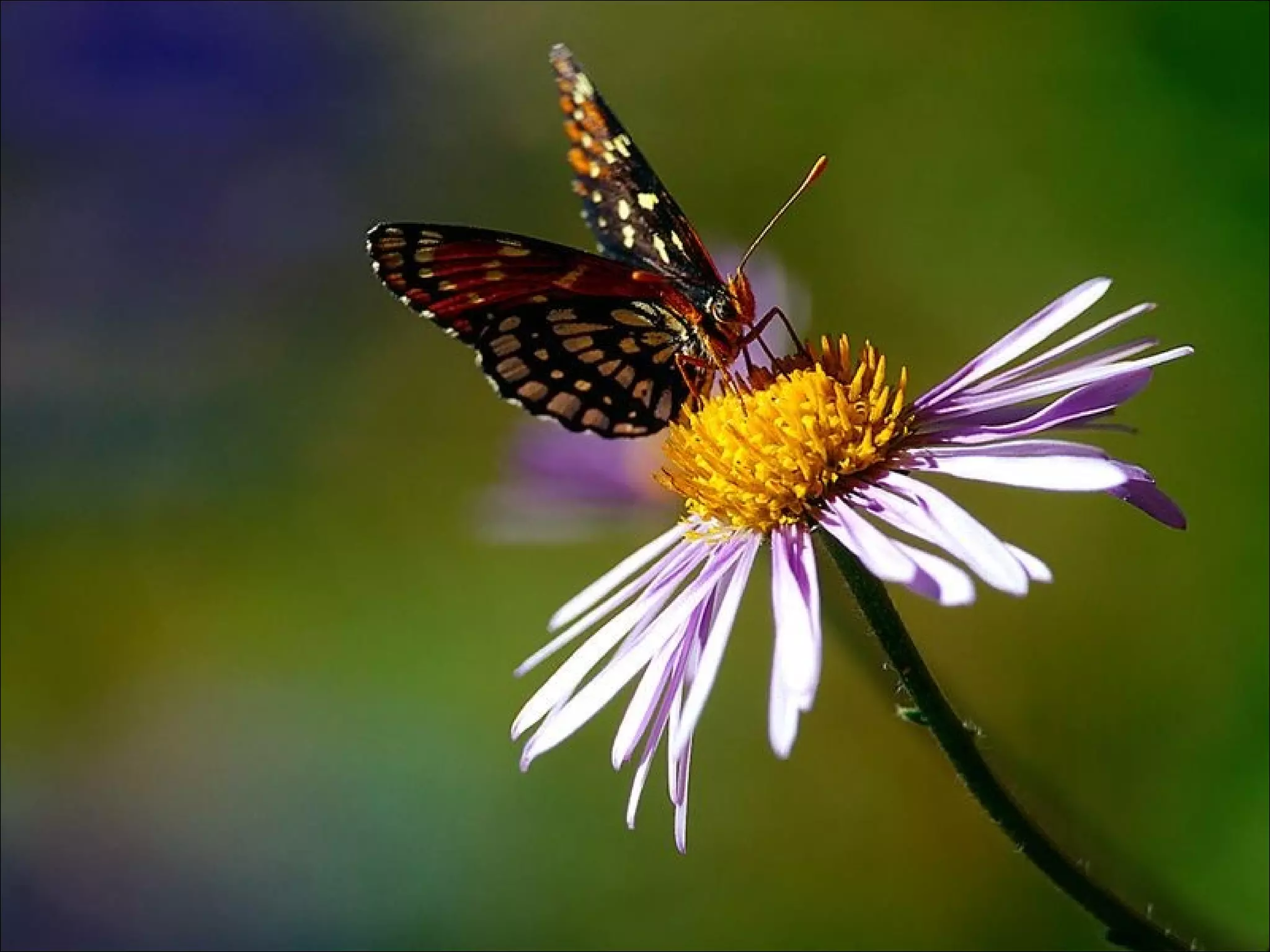 Vlinders | PPT