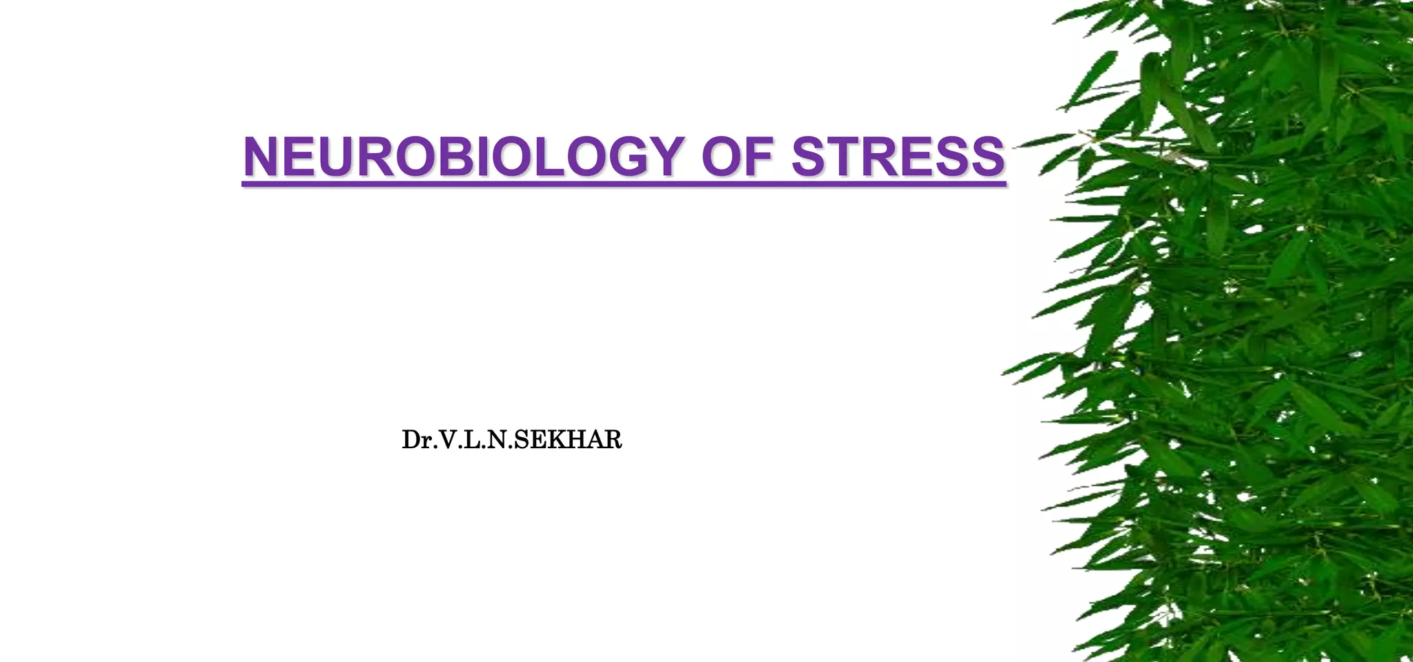 neurobiology of stress | PPTX