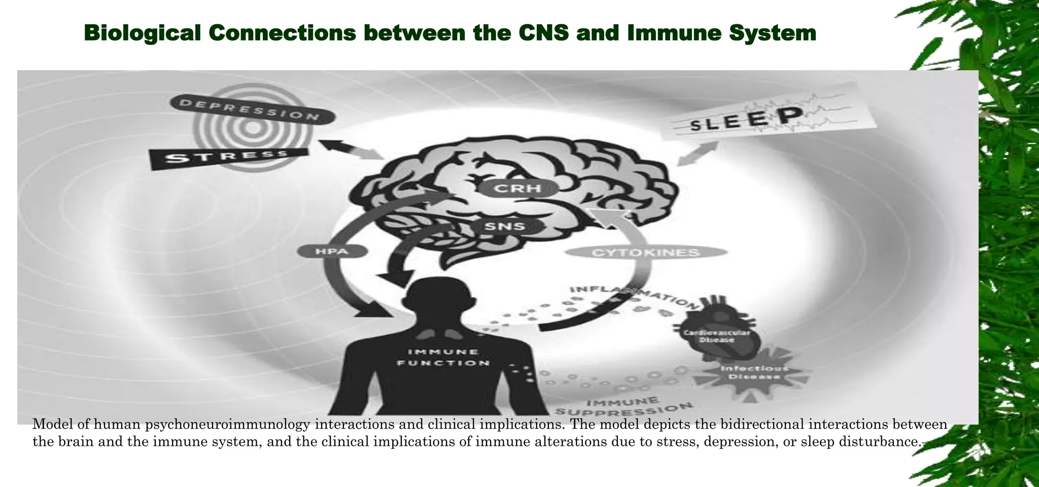 neurobiology of stress | PPTX