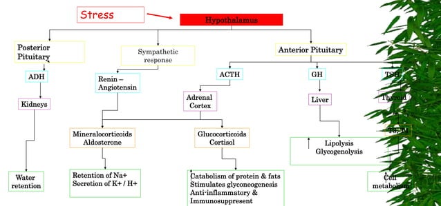 neurobiology of stress | PPTX | Brain and Nervous System Disorders ...