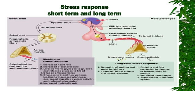 neurobiology of stress | PPTX | Brain and Nervous System Disorders ...