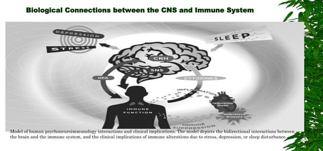neurobiology of stress | PPTX | Brain and Nervous System Disorders ...