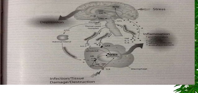 neurobiology of stress | PPTX | Brain and Nervous System Disorders ...