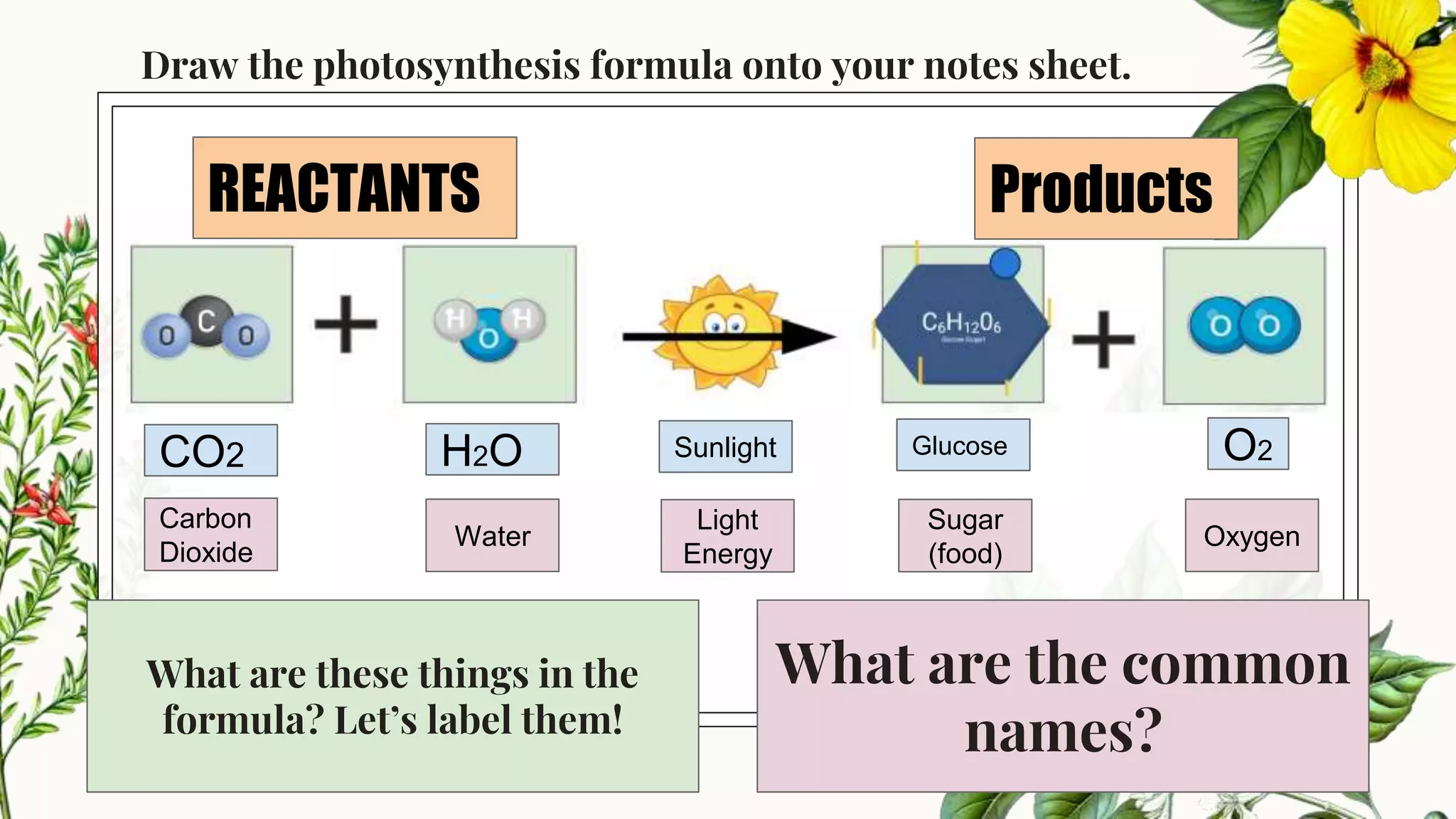 LT2.1 Photosynthesis PowerPoint Notes | PPT