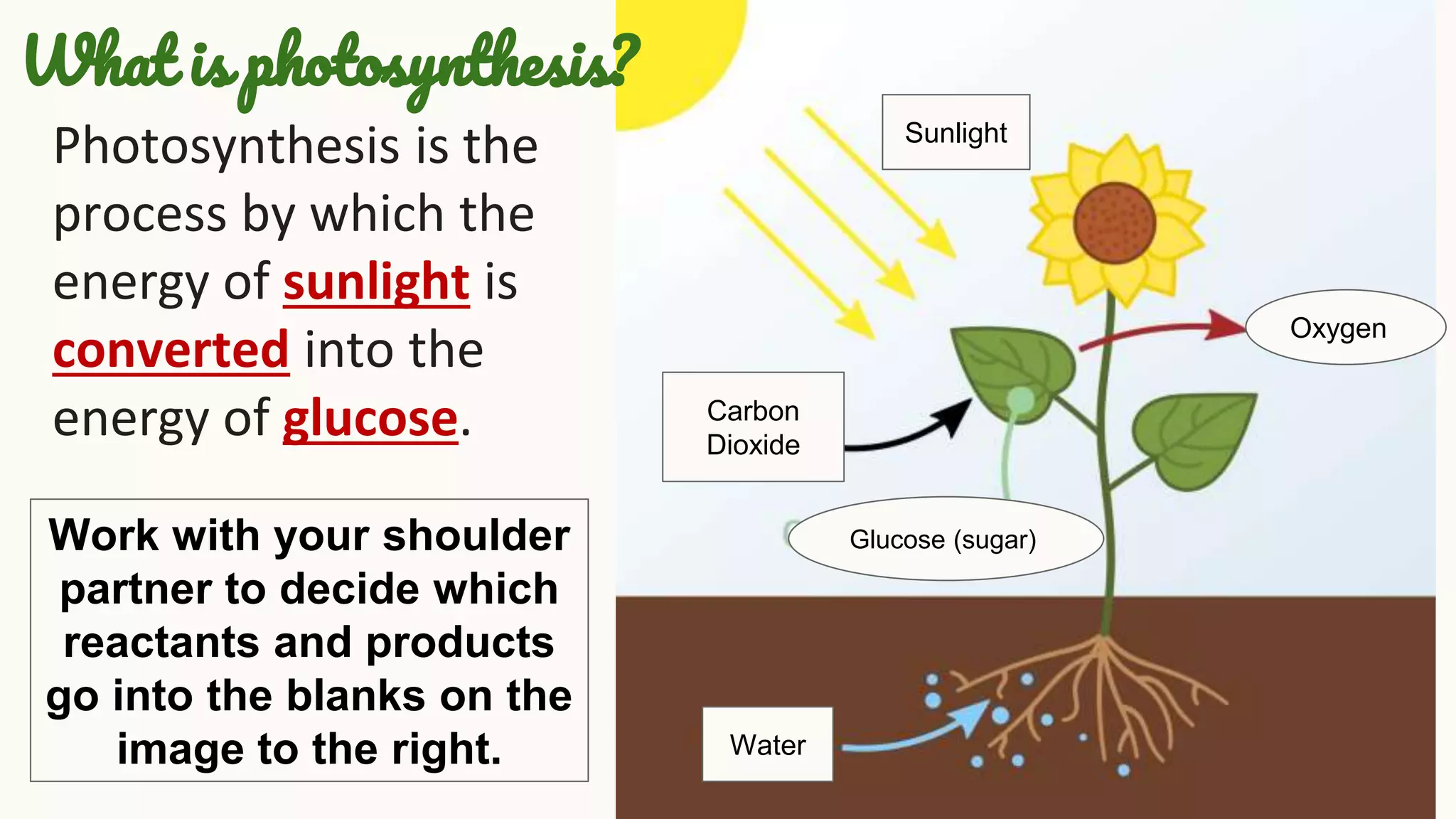 LT2.1 Photosynthesis PowerPoint Notes | PPT