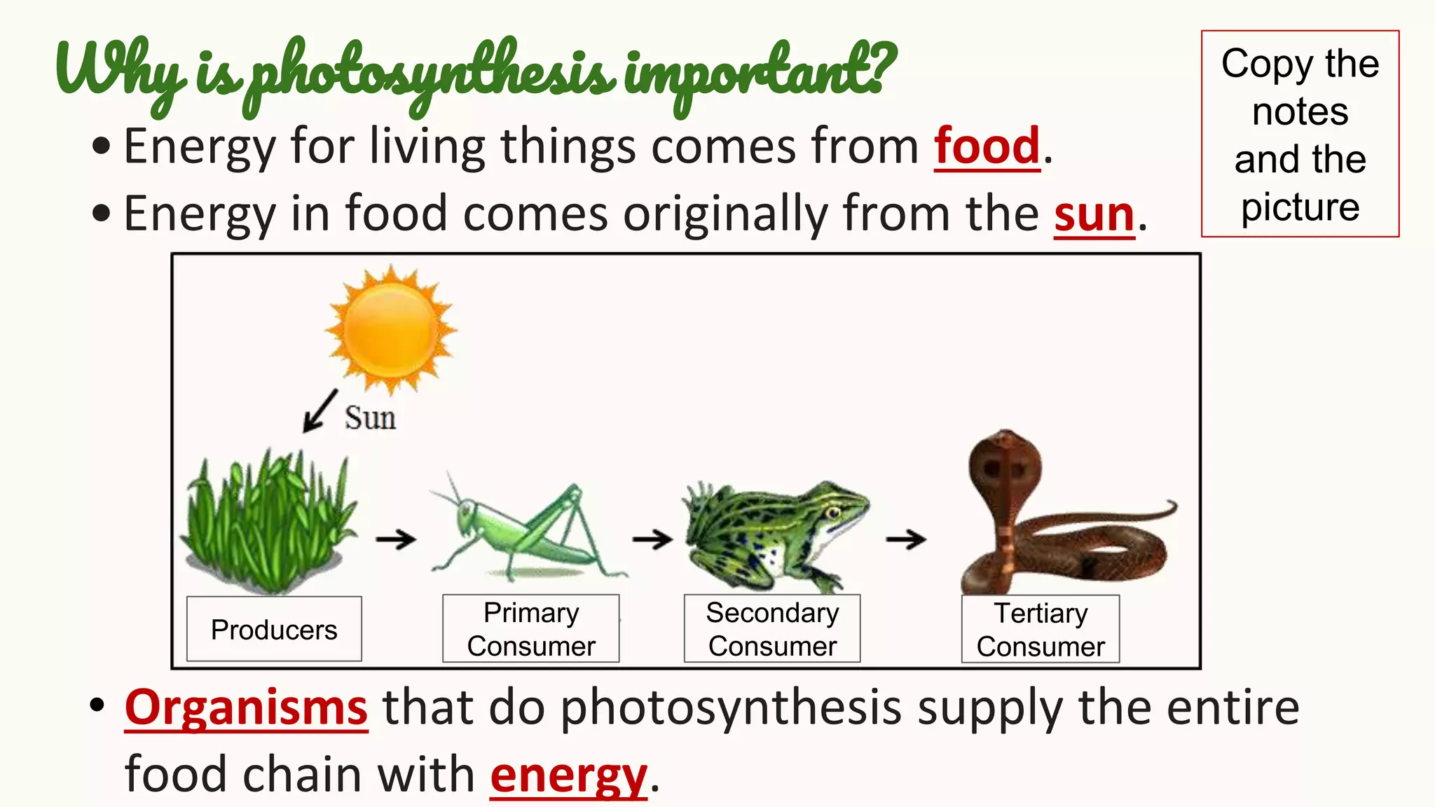 LT2.1 Photosynthesis PowerPoint Notes | PPTX
