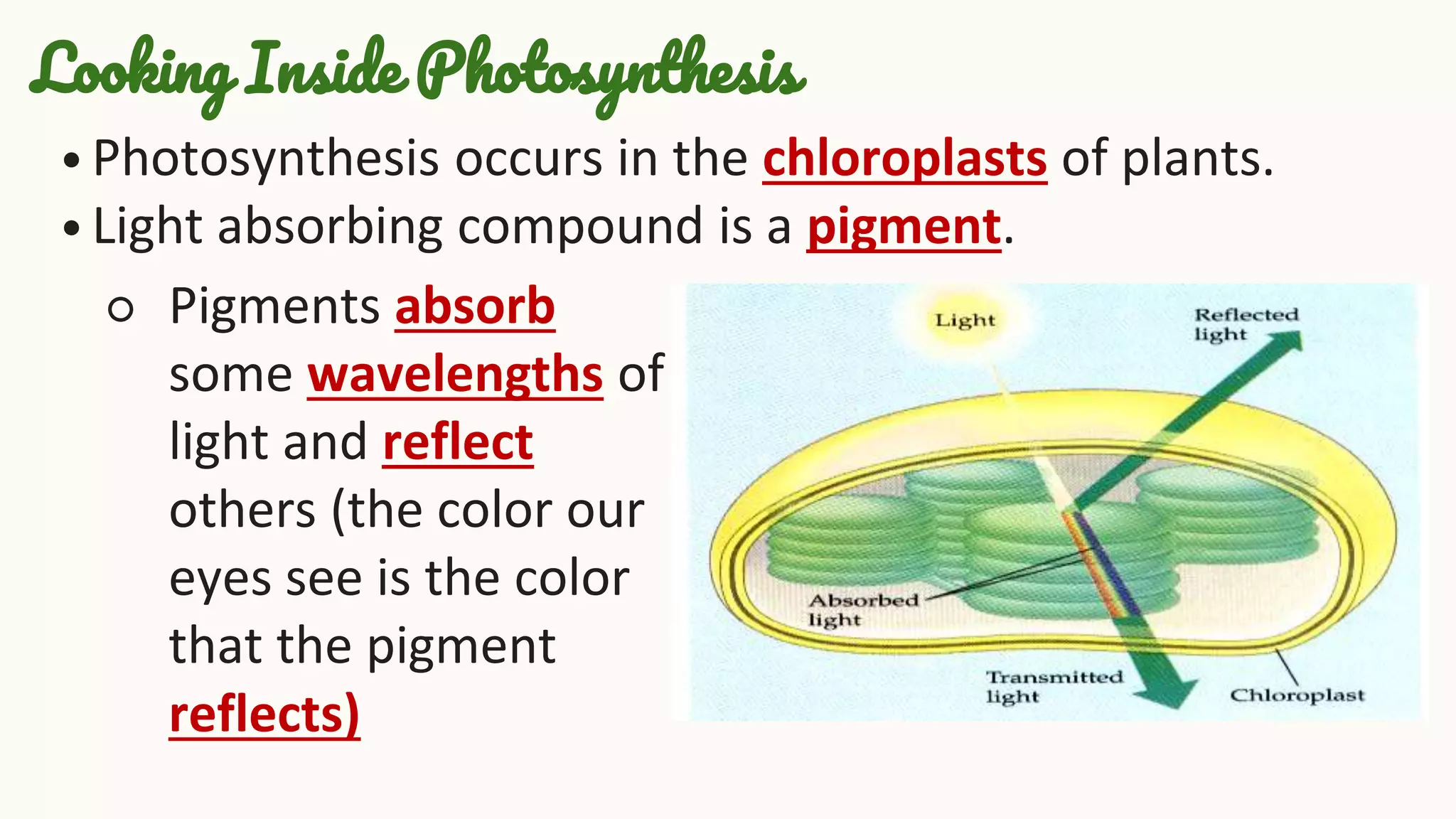 LT2.1 Photosynthesis PowerPoint Notes | PPT