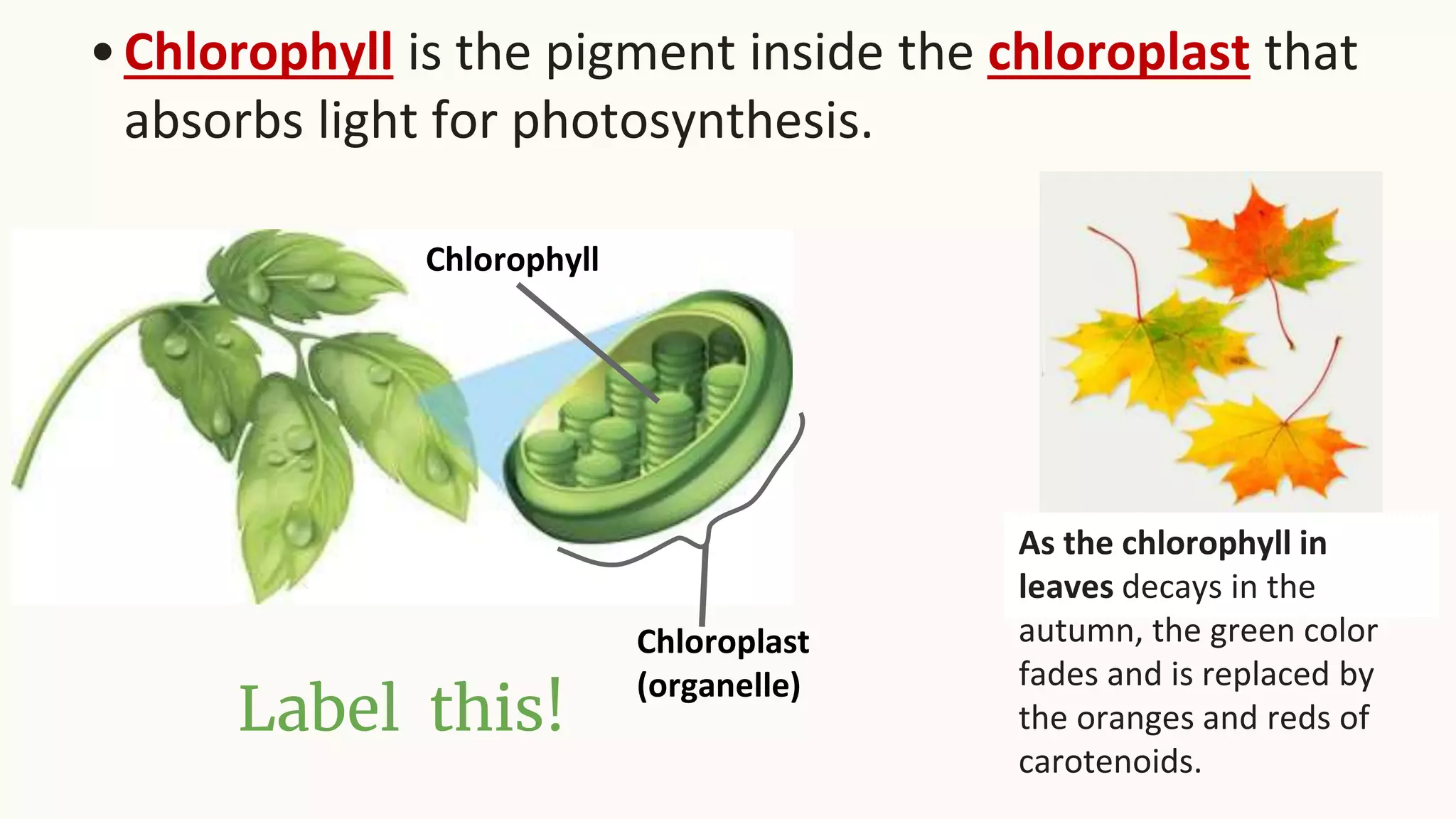 LT2.1 Photosynthesis PowerPoint Notes | PPT