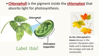LT2.1 Photosynthesis PowerPoint Notes | PPT