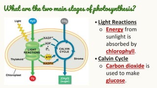 LT2.1 Photosynthesis PowerPoint Notes | PPT