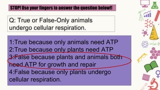 LT2.2 Cellular Respiration PowerPoint Notes | PPTX | Biological ...