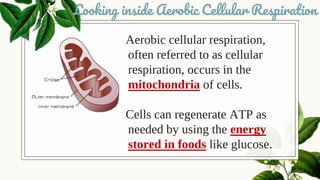 LT2.2 Cellular Respiration PowerPoint Notes | PPTX | Biological ...