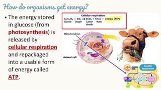 LT2.2 Cellular Respiration PowerPoint Notes | PPTX | Biological ...
