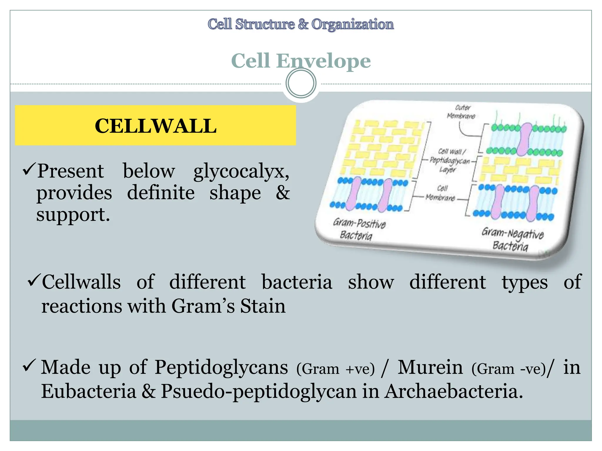 Chapter_5_Cell_structure_and_Organisation.pptx