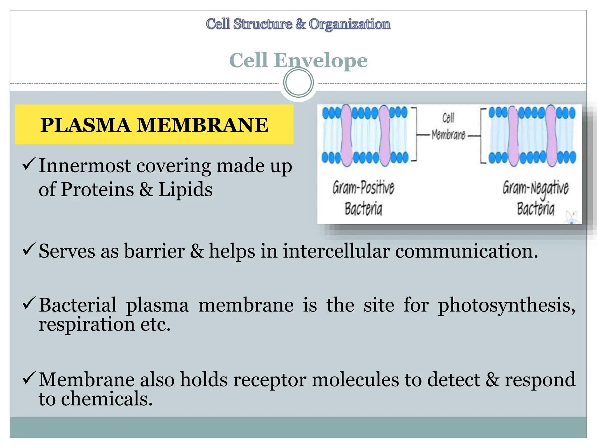 Chapter_5_Cell_structure_and_Organisation.pptx