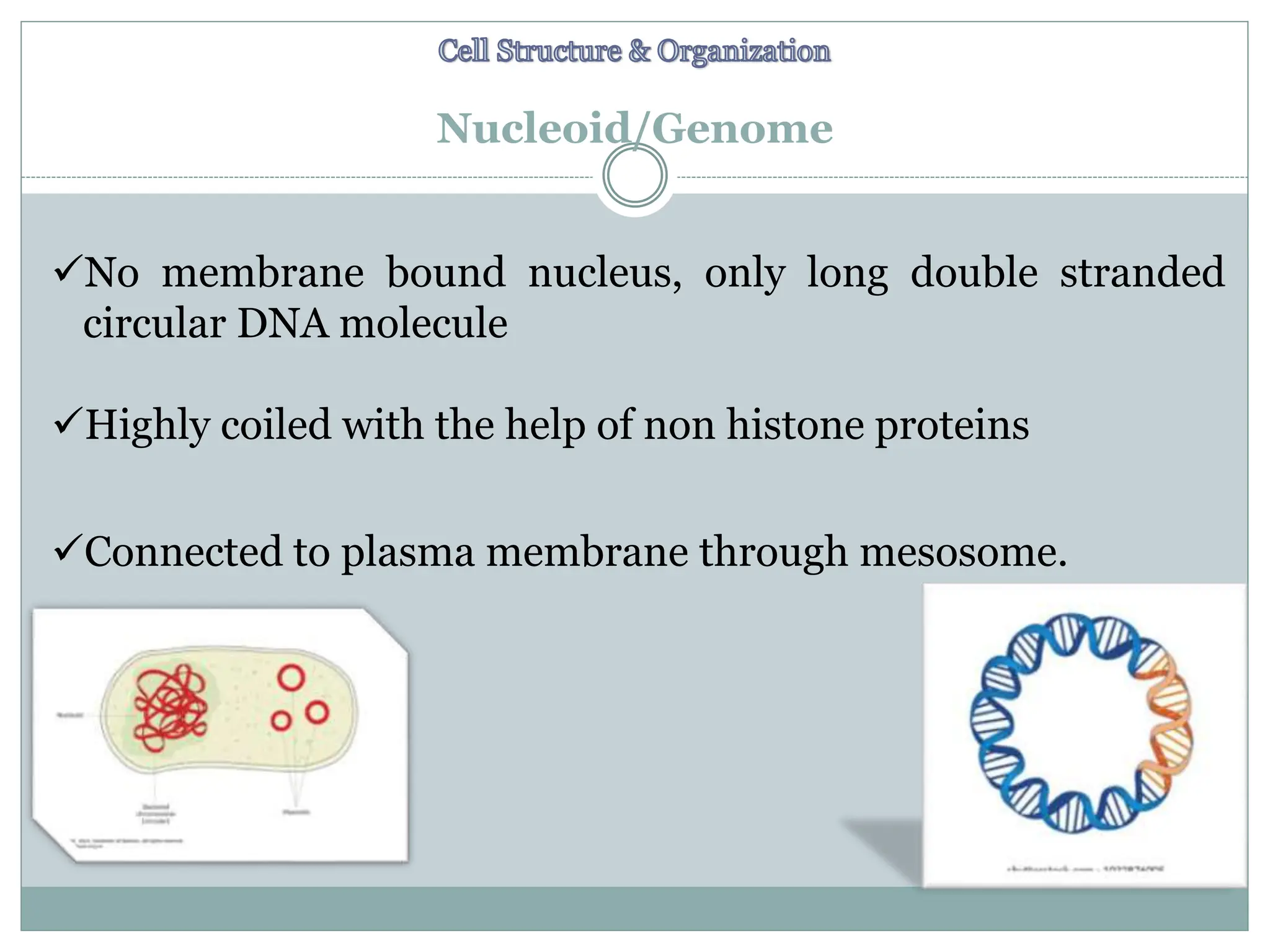 Chapter_5_Cell_structure_and_Organisation.pptx