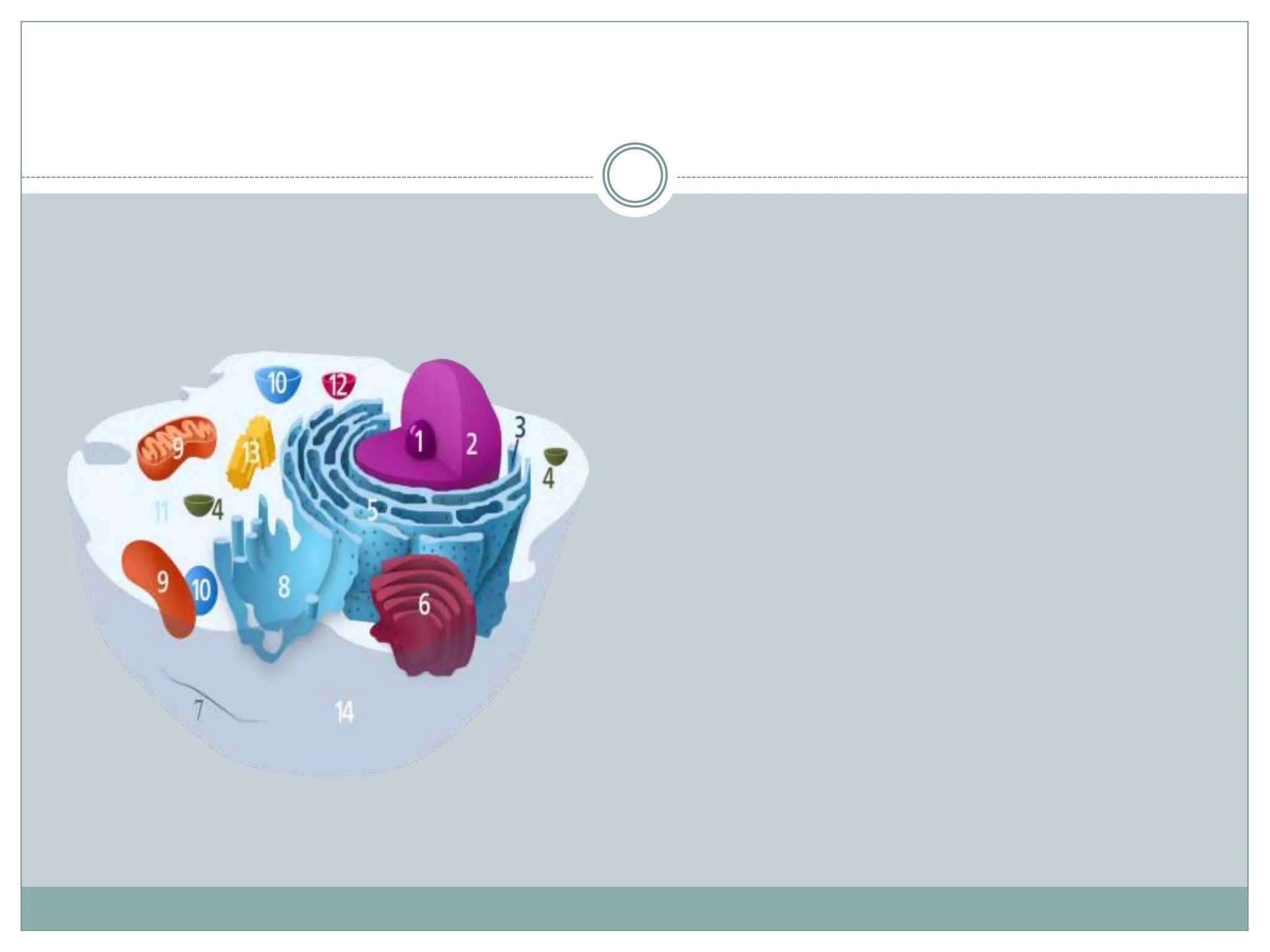 Chapter_5_Cell_structure_and_Organisation.pptx | Biological Sciences ...