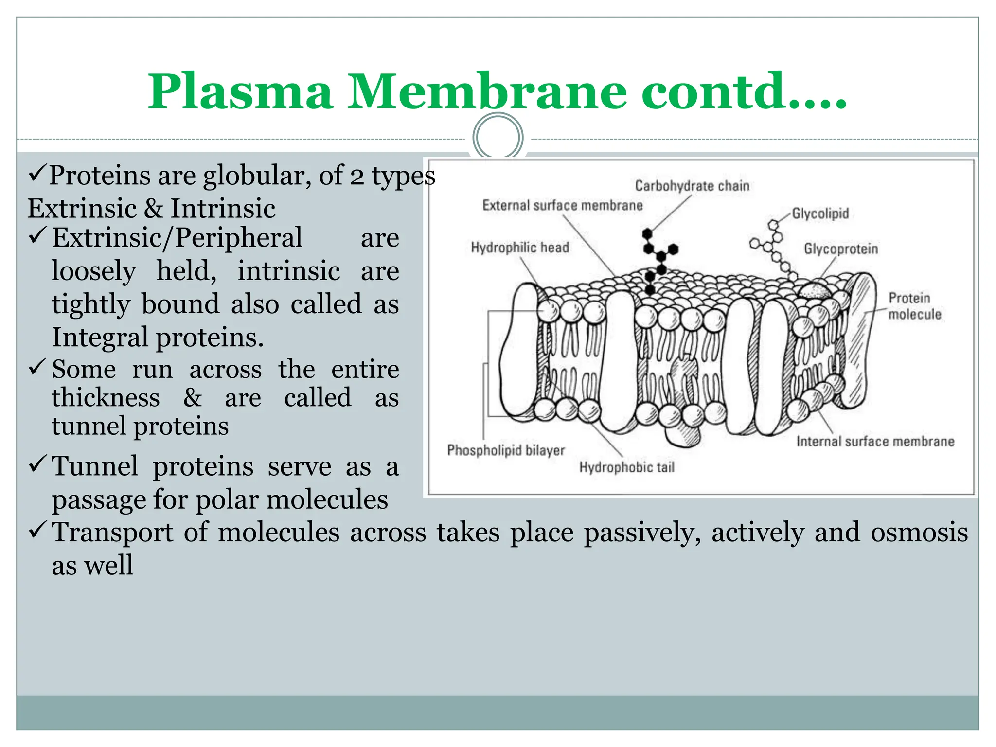 Chapter_5_Cell_structure_and_Organisation.pptx