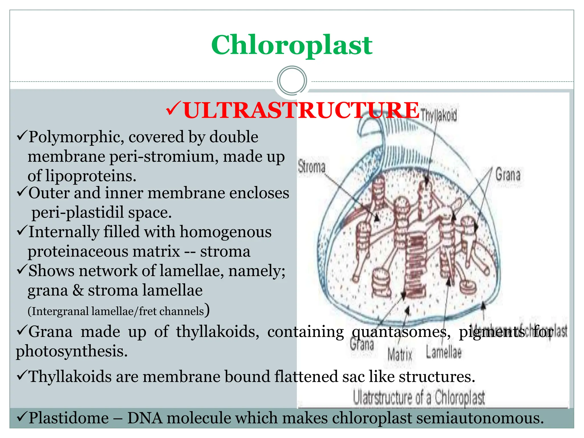 Chapter_5_Cell_structure_and_Organisation.pptx