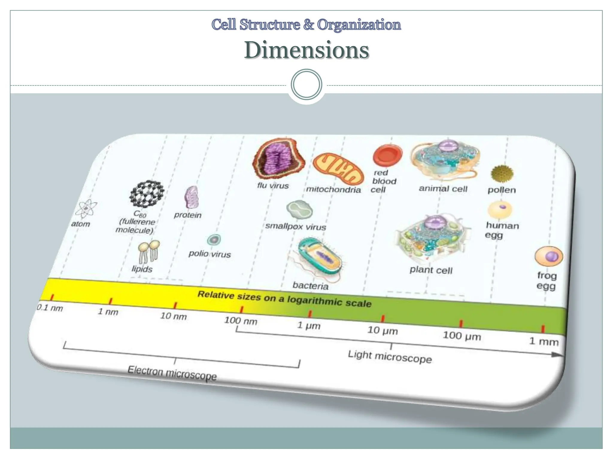 Chapter_5_Cell_structure_and_Organisation.pptx