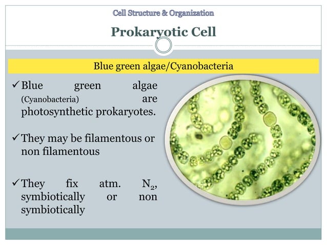 Chapter_5_Cell_structure_and_Organisation.pptx | Biological Sciences | Science