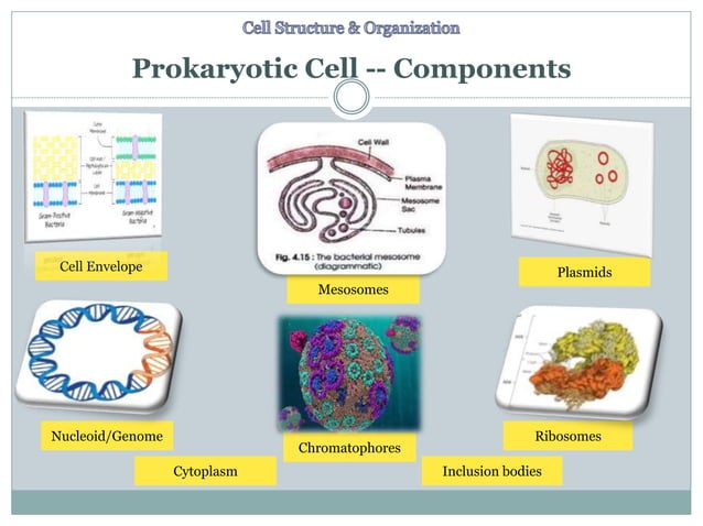 Chapter_5_Cell_structure_and_Organisation.pptx | Biological Sciences ...