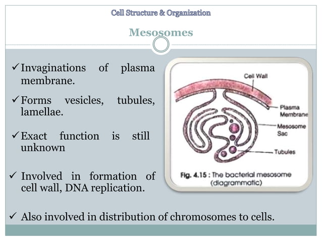 Chapter_5_Cell_structure_and_Organisation.pptx | Biological Sciences ...