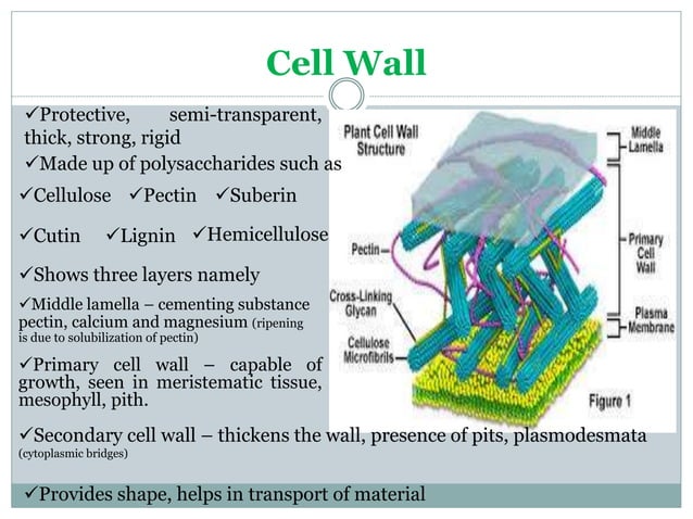 Chapter_5_Cell_structure_and_Organisation.pptx | Biological Sciences | Science