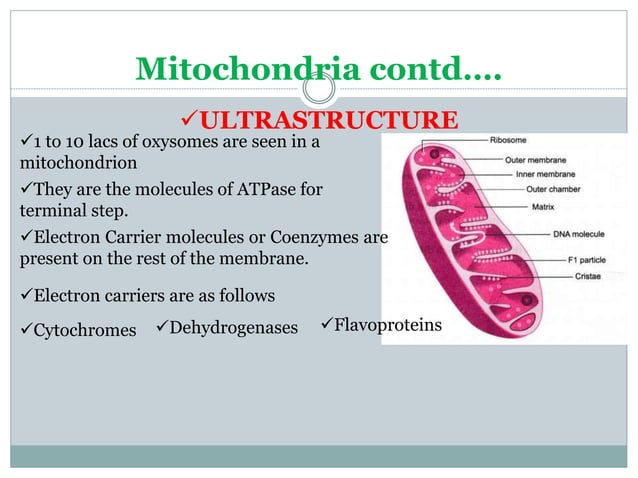 Chapter_5_Cell_structure_and_Organisation.pptx | Biological Sciences | Science