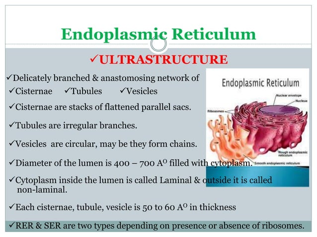 Chapter_5_Cell_structure_and_Organisation.pptx | Biological Sciences | Science