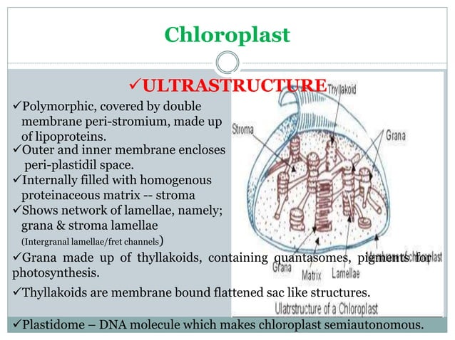 Chapter_5_Cell_structure_and_Organisation.pptx | Biological Sciences | Science