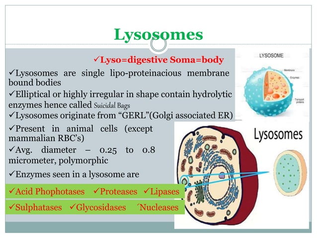 Chapter_5_Cell_structure_and_Organisation.pptx | Biological Sciences | Science
