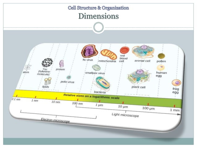 Chapter_5_Cell_structure_and_Organisation.pptx | Biological Sciences ...