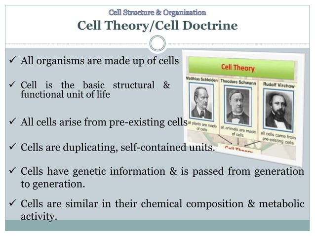 Chapter_5_Cell_structure_and_Organisation.pptx | Biological Sciences | Science